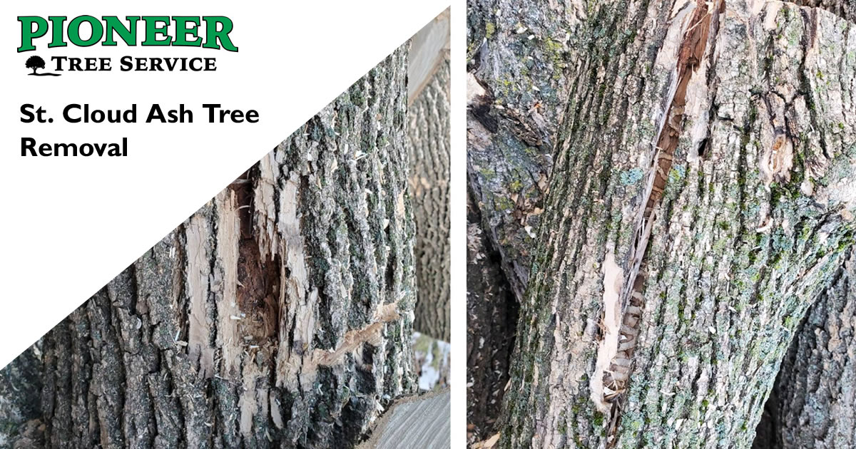 St. Cloud Tree Service - Ash Tree Removal | Pioneer Tree Service