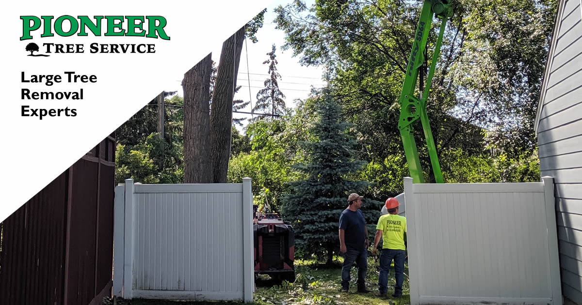 Tree Pruning Coon Rapids, MN | Pioneer Tree Service