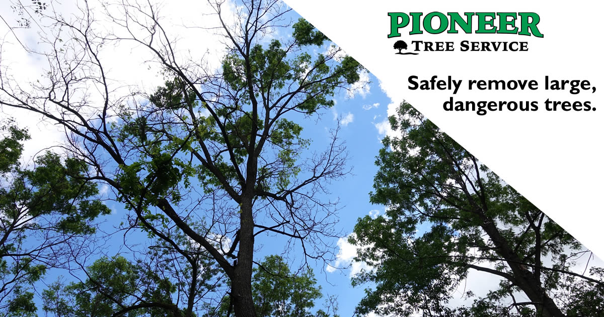 St. Michael Tree Services | Pioneer Tree Service