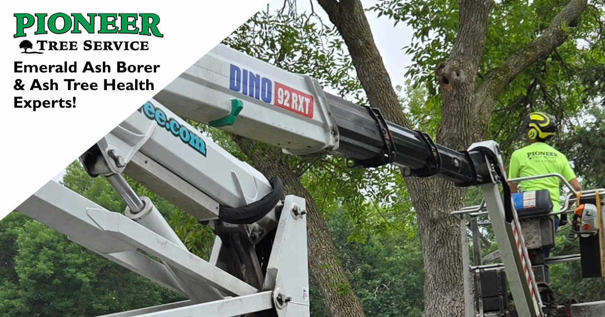 Ash Tree Removal - Ramsey, MN | Pioneer Tree Service