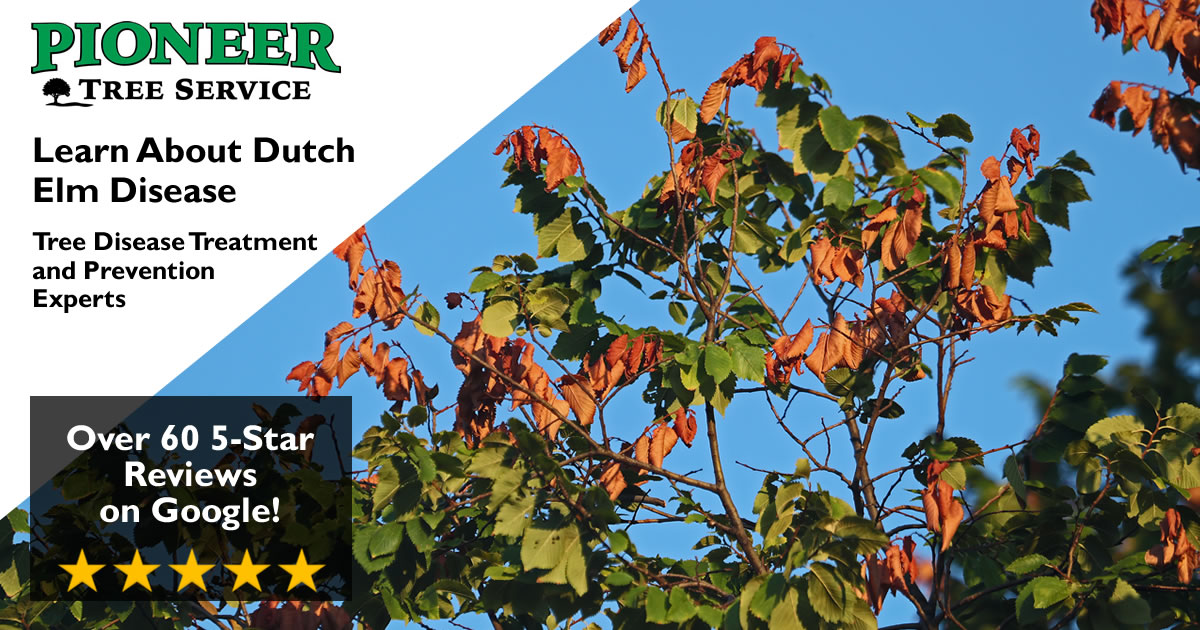 Protect Your Elm Trees from Dutch Elm Disease | Anoka MN