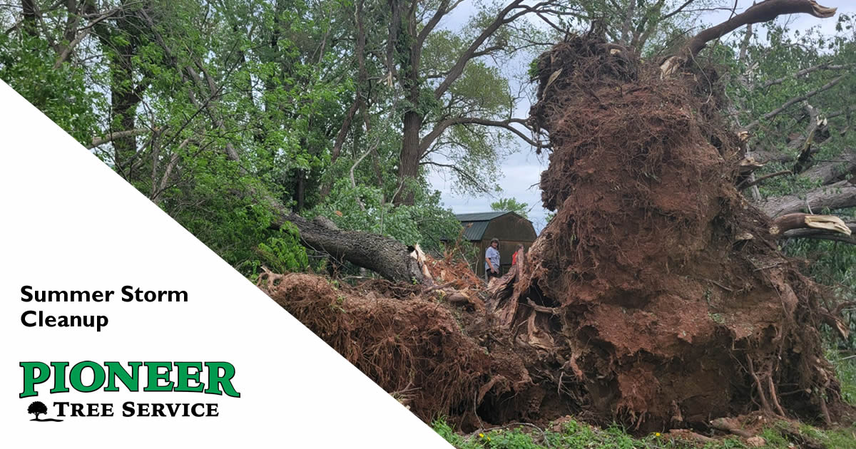 Storm Cleanup & Large Tree Removal | Pioneer Tree Service